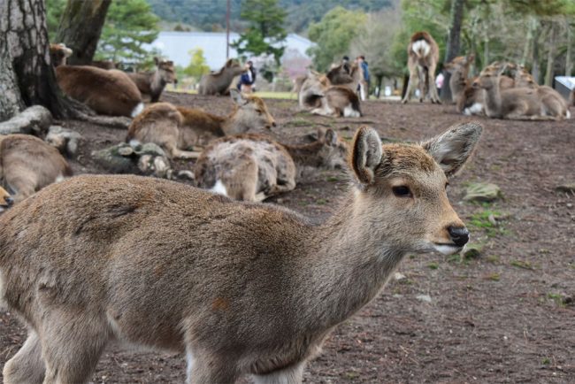 Nara Deer Park - Where the Deer Roam Free! | Off The Track Japan