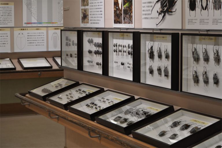 Minoh Park Insectarium - Off The Track Japan