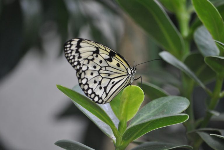 Minoh Park Insectarium - Off The Track Japan